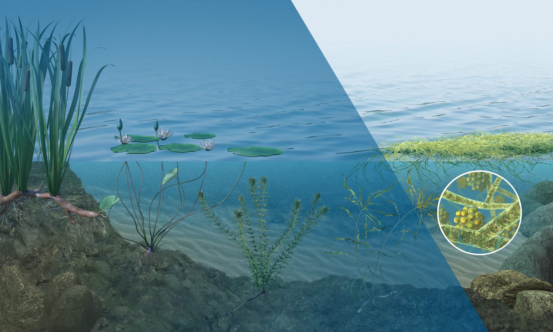 Balancing Nature with Science - UPL Aquatics